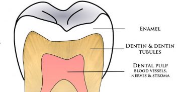 dentin-tubules-function-explained | Kuipers Ortho